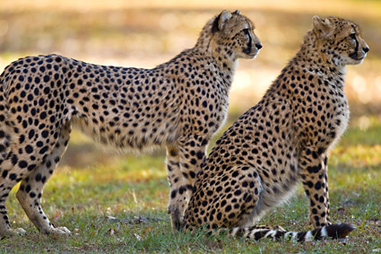 THE ANIMAL WILDLIFE: CHEETAH LEOPARD