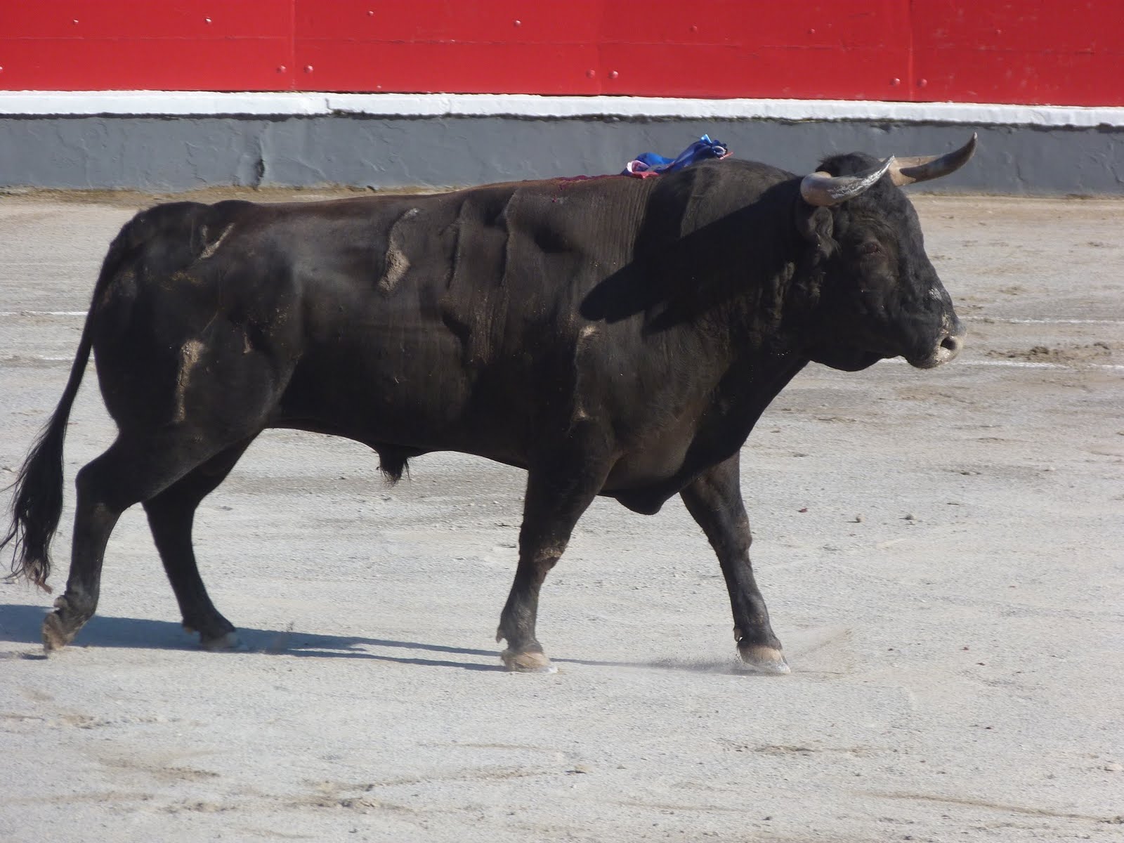 Toro, Torero y Afición: Las fotos de Azpeitia by Urko
