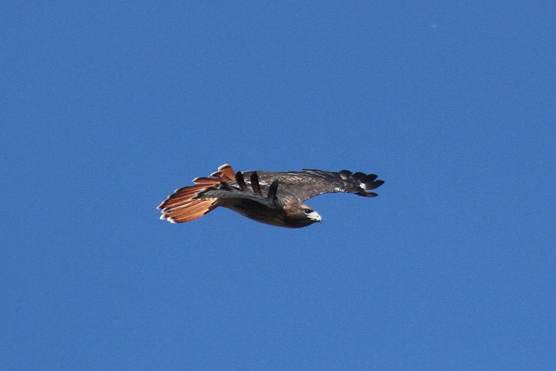 Tails of Birding: Cape May Hawk Watch
