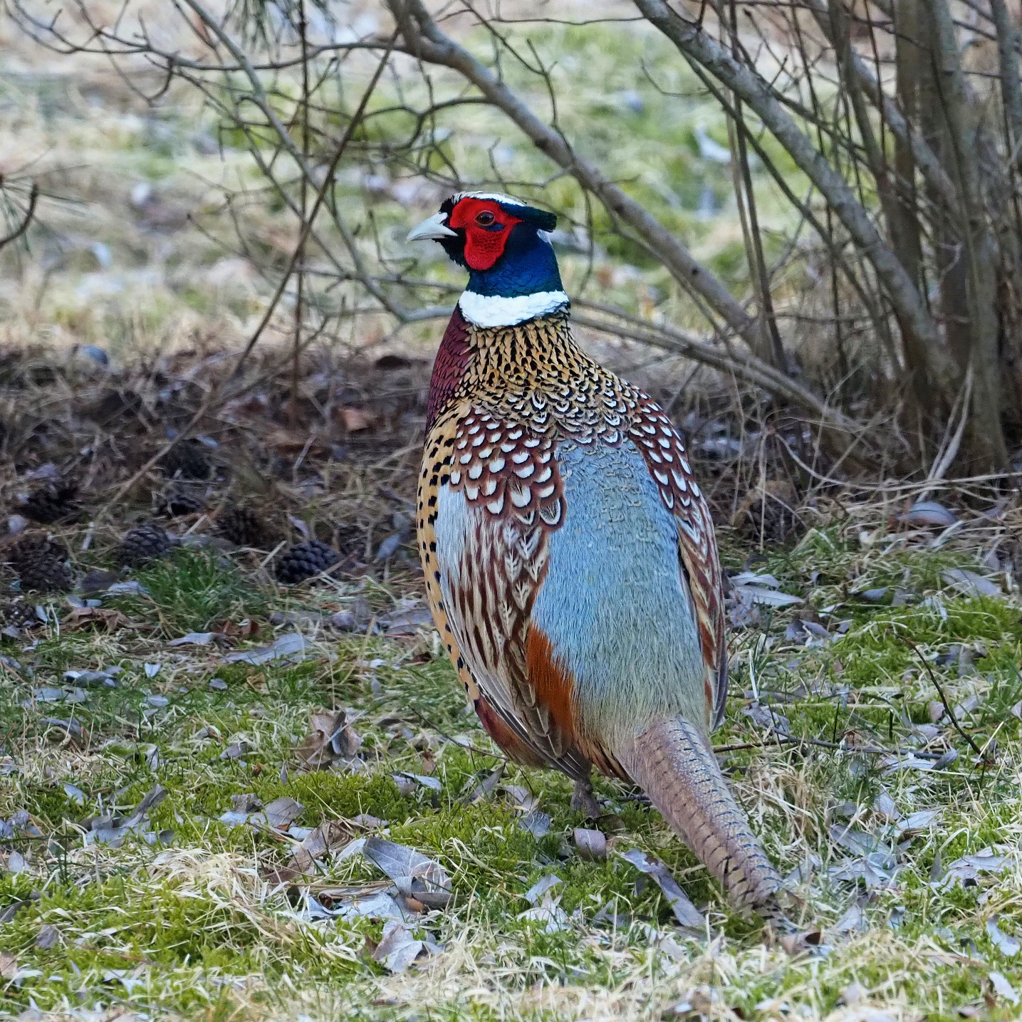 Knuts fugleblogg: Nytt besøk av fasanen