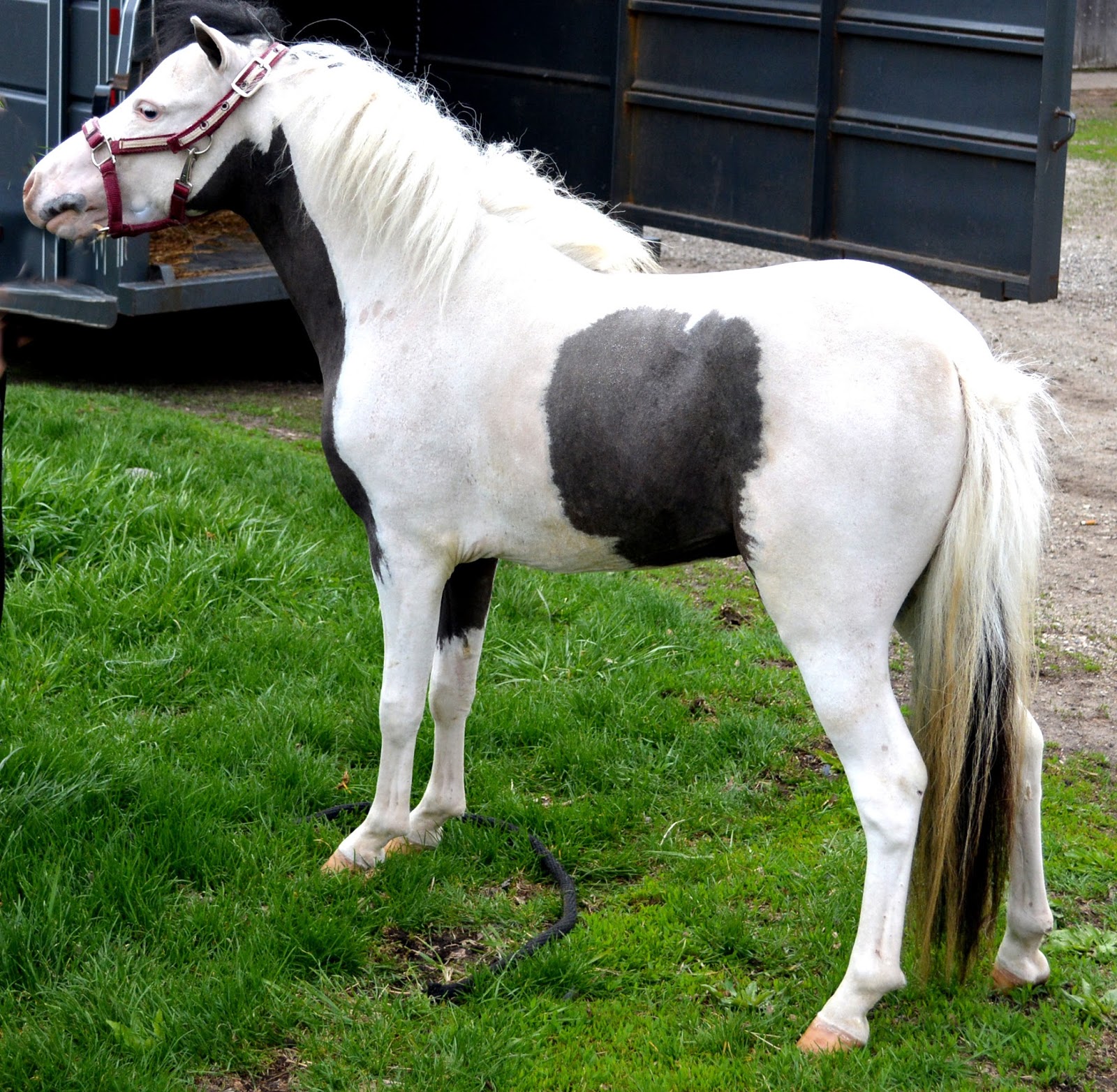 Toad Hill Miniature Horses: Tovero Foal? - Got that Right!!