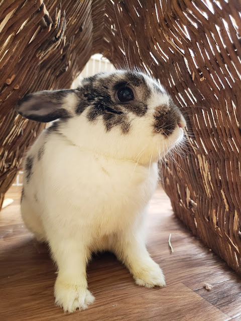 Tales from The Raspberry Rabbits: 2018