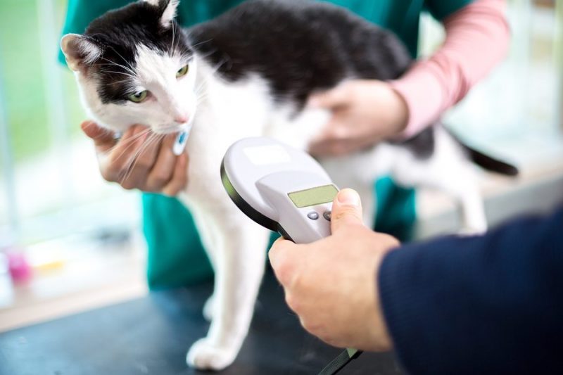 New Options For Registration Of Pets In NSW Australian Cat Lover new-options-for-registration-of-pets-in-nsw-australian-cat-lover