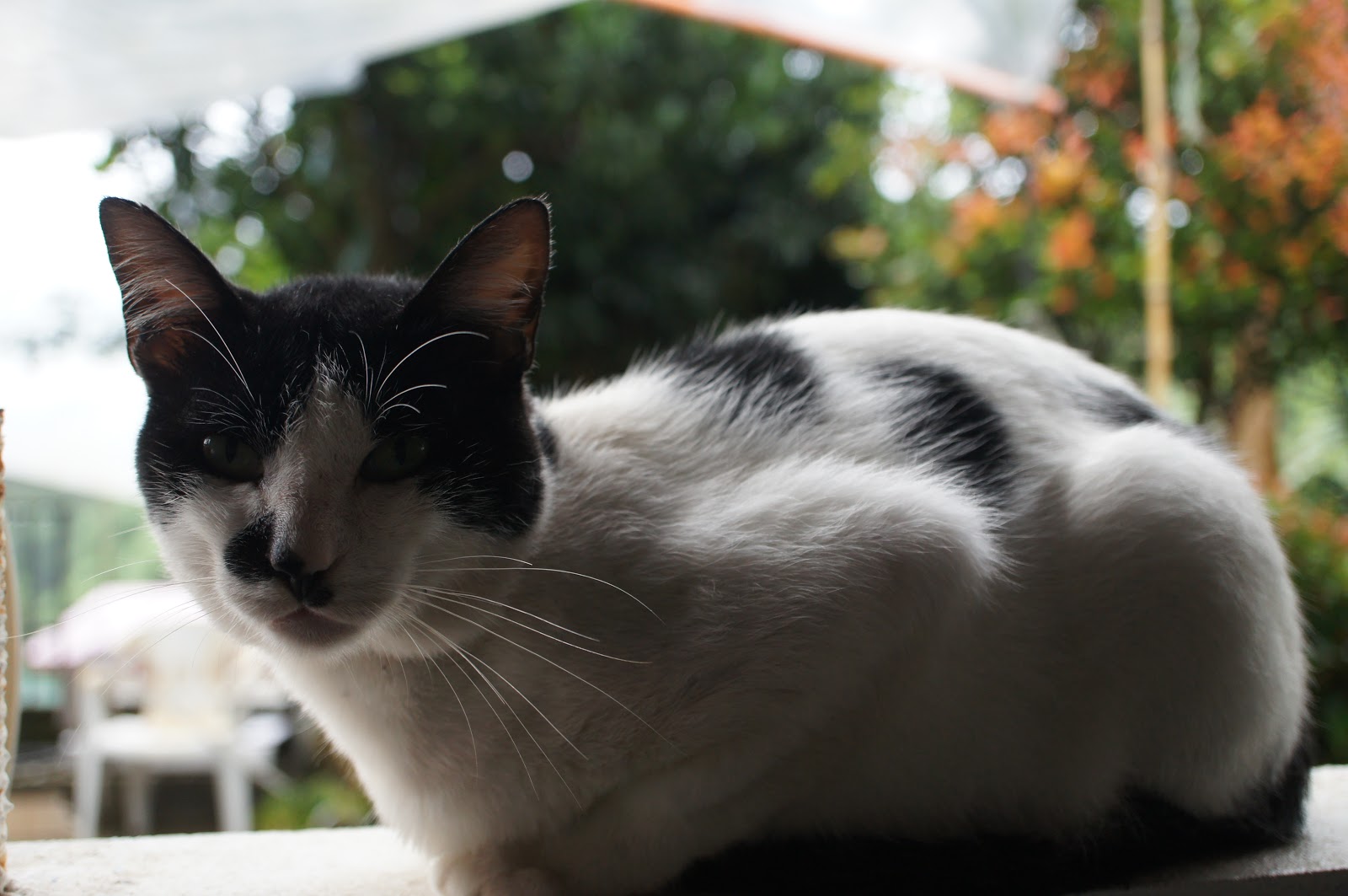 Cat free picture for commercial use