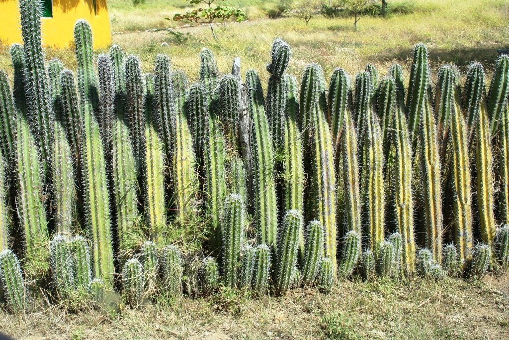 Deformutilation: The Cactus Fence