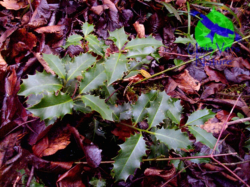 Unis Vers Nature: Houx, y es-tu?