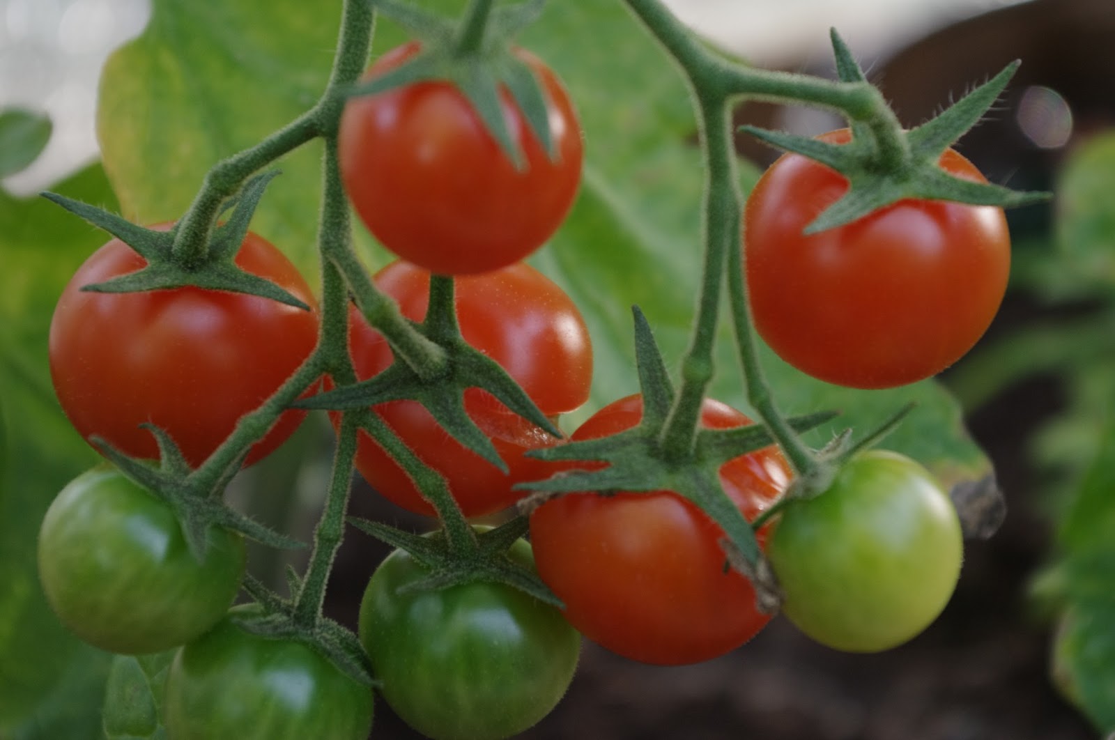 Kasvikertomuksia - puutarhaleidit puuhissaan: Tomaatin maku