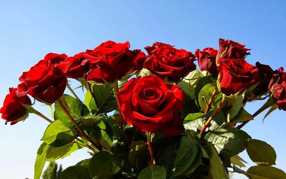 Mind Blowing HD Red Rose wallpaper - Duul Wallpaper