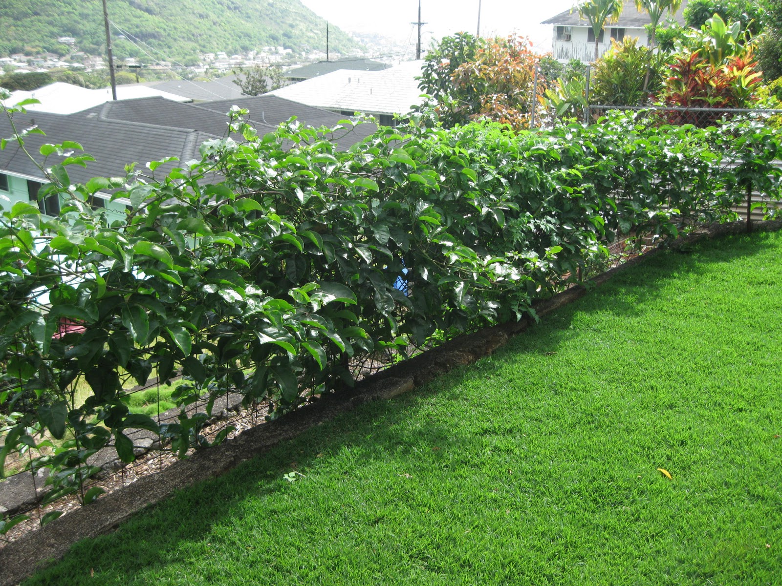 Homebrewing in Hawaii: Brewing with Lilikoi