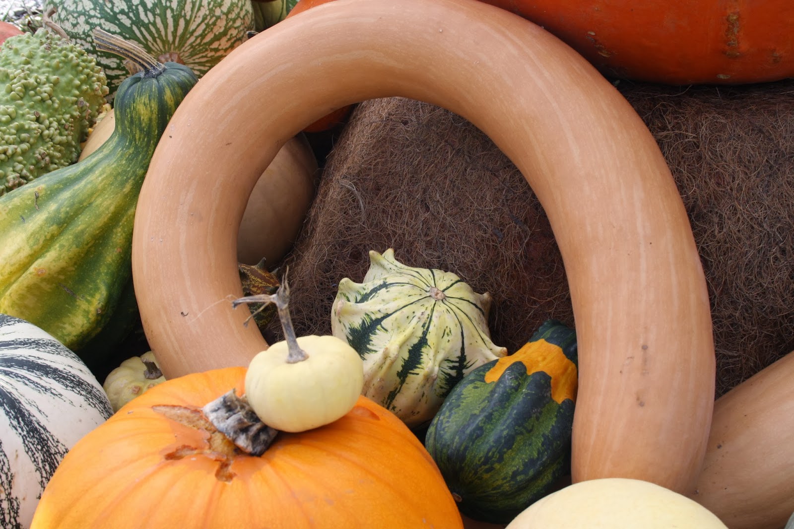 .: Jardín Botánioco Atlántico de Gijón Concurso y exposición de Calabazas.