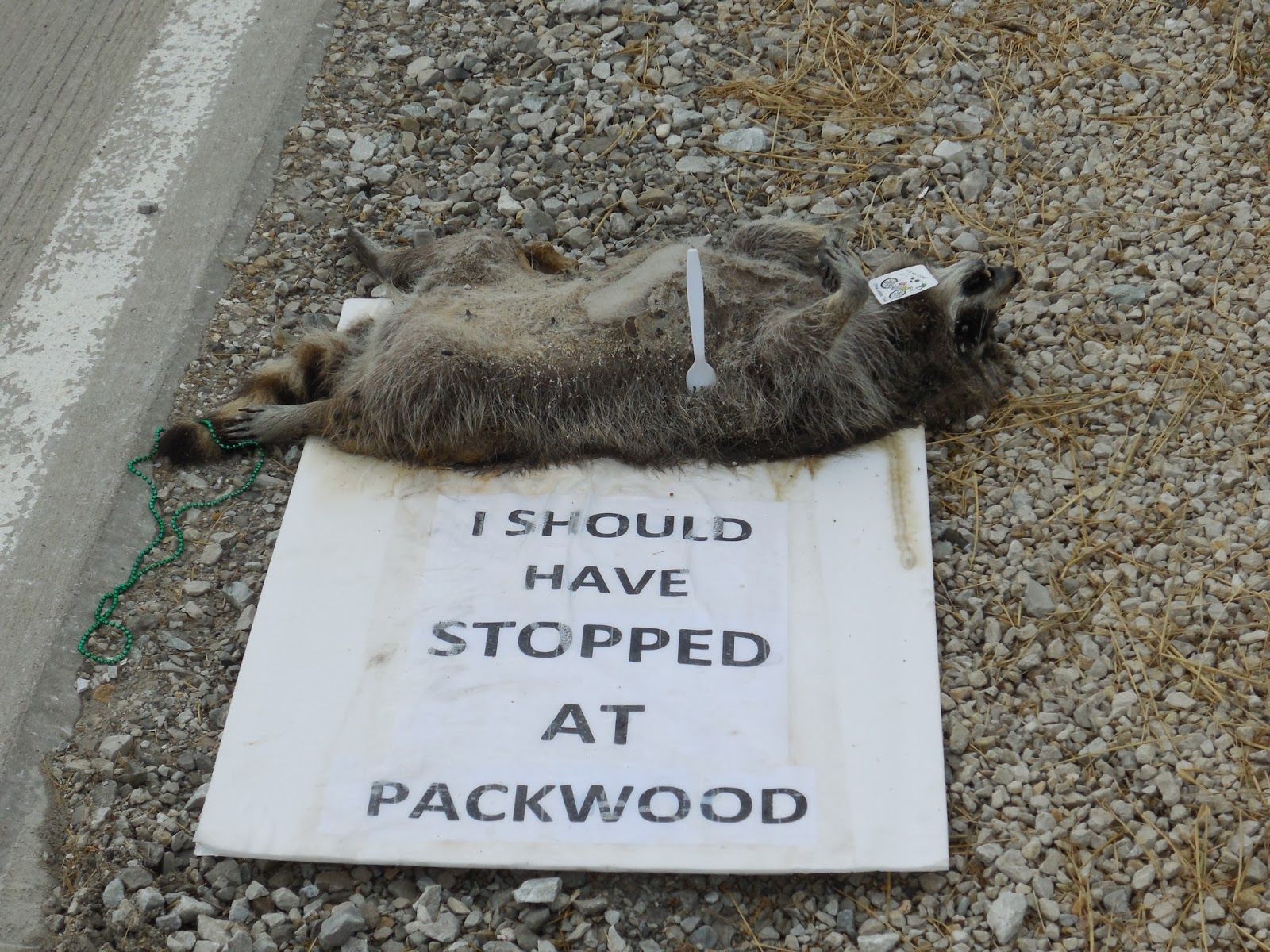 Rooster Tracks: Team Rooster Tracks, RAGBRAI XLI