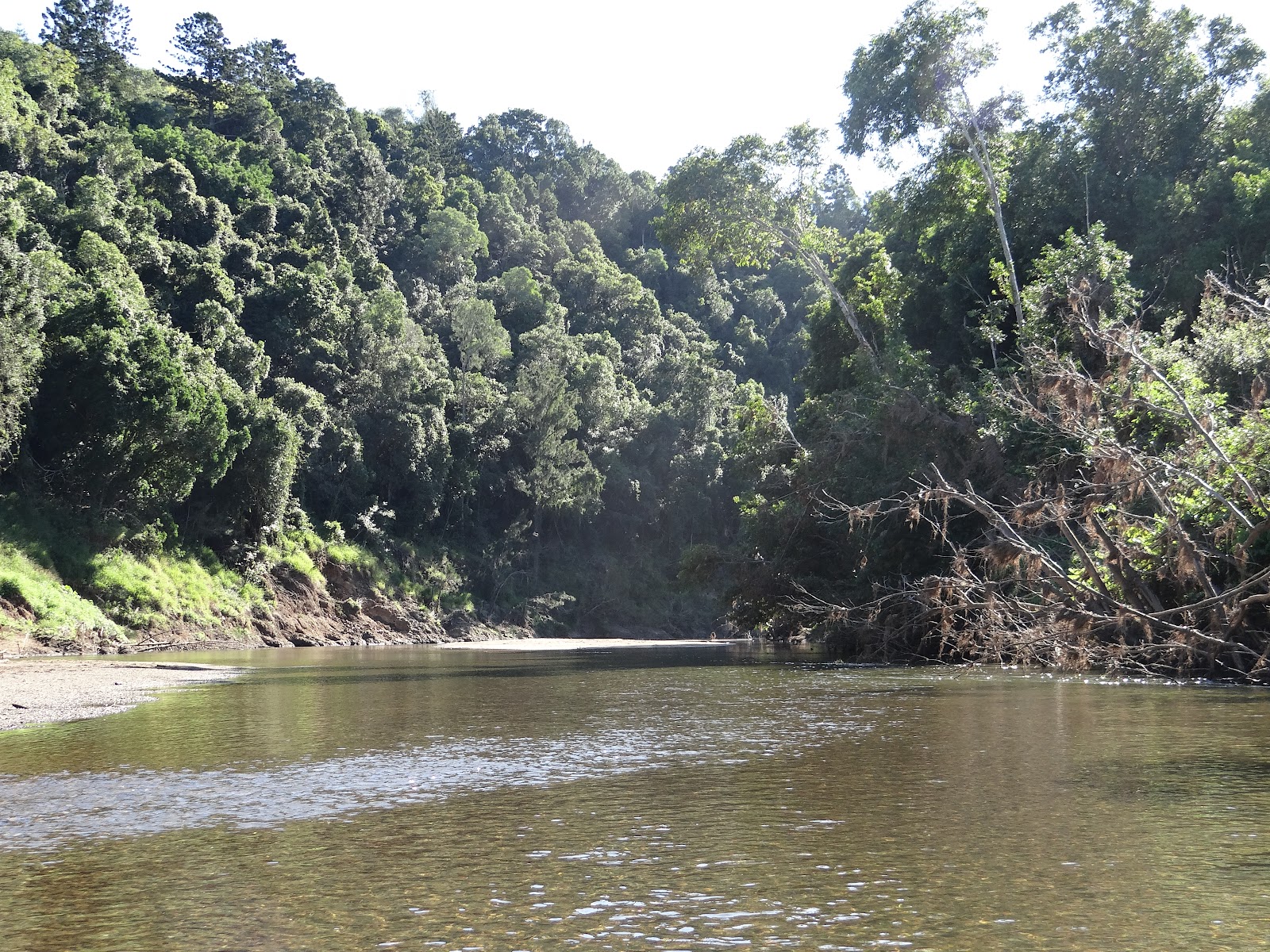 sunshinecoastbirds: Kayaking the Mary River