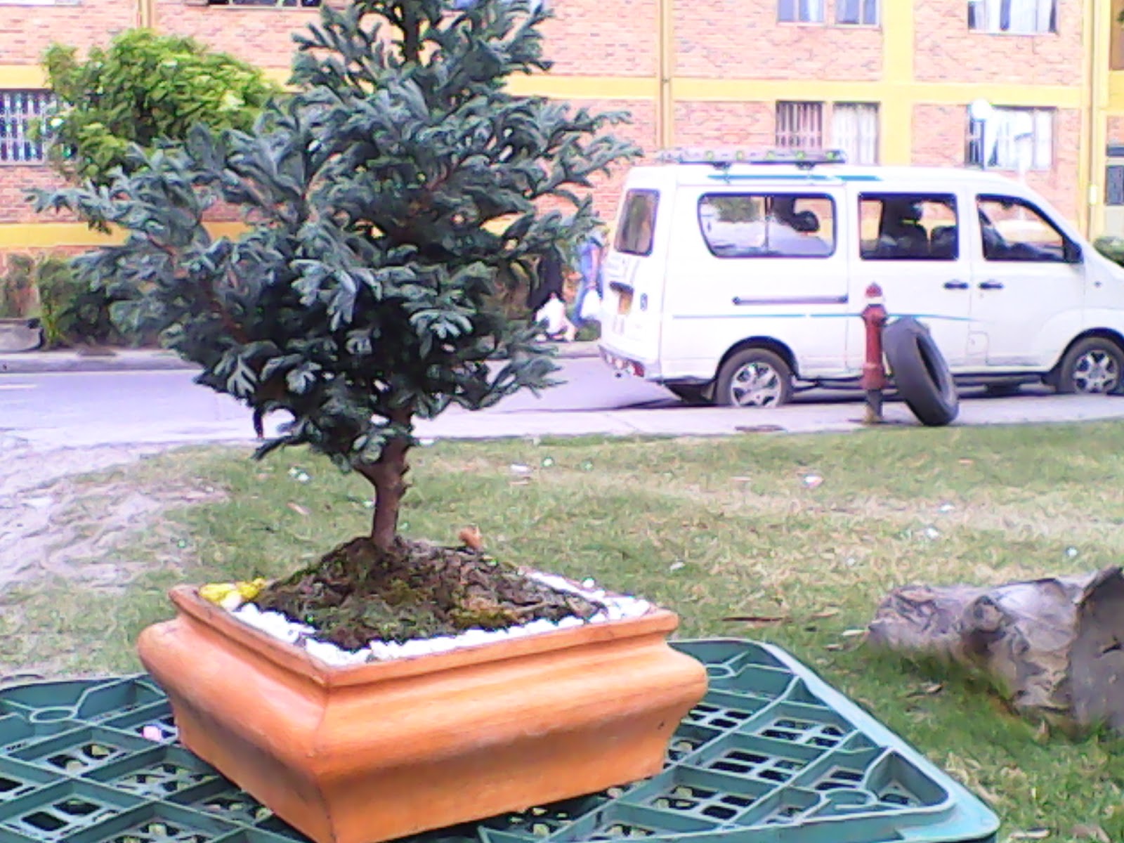 MI ÉXITO VIVERO BONSAI: CATALOGO BONSAI PRIMER SEMESTRE 2015