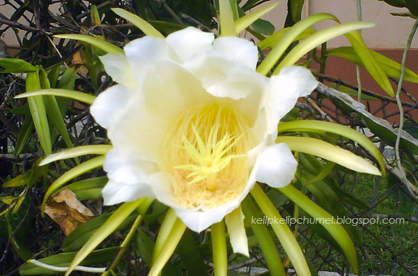 52+ Koleksi Spesial Gambar Bunga Naga