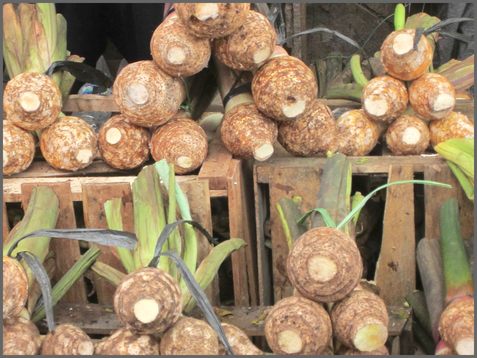 Cara Mengenal Kriteria dan Jenis - Jenis Talas atau Lompong | -Petani TOP-