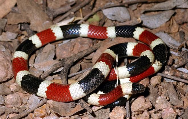 Western Coral Snake | Snakes