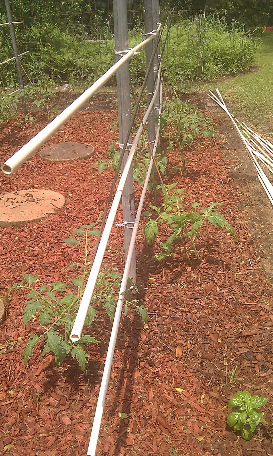 delta tomatoes: Support the Vines
