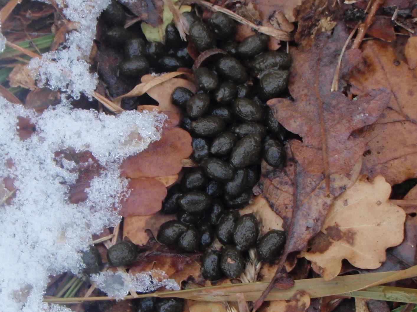 Bushcraft e medicina: il capriolo