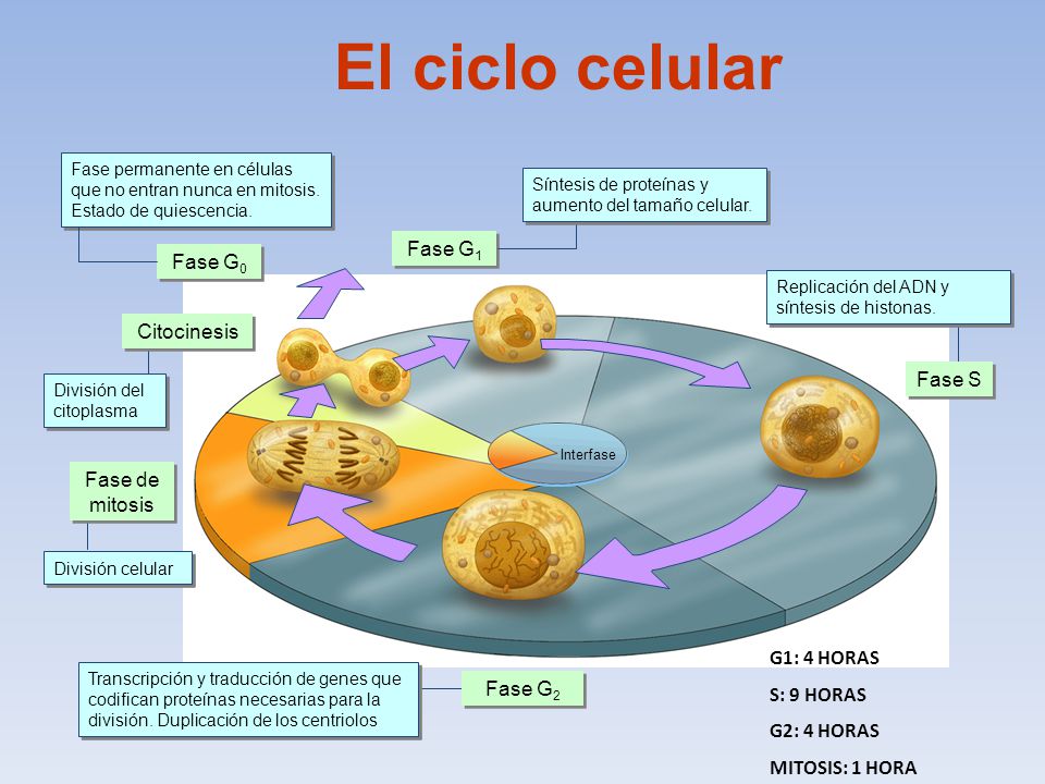Faces del ciclo celular : Imagenes