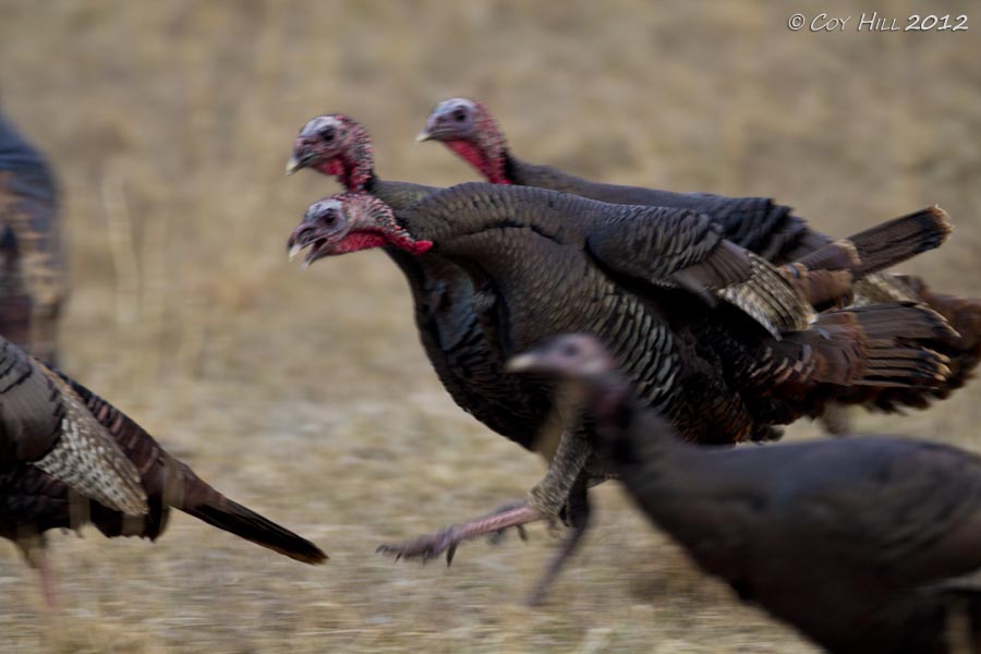 Country Captures: Wild Turkeys: Tensions Rising