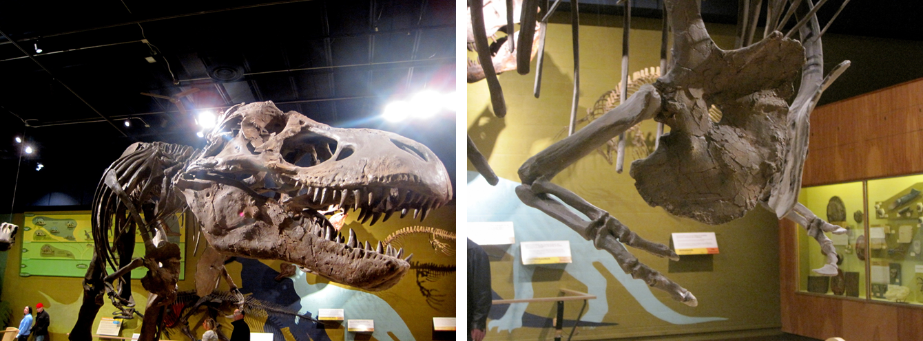 Biology of the Reptilia: Lab 4: Dinosauria (Kelly and Maggie)