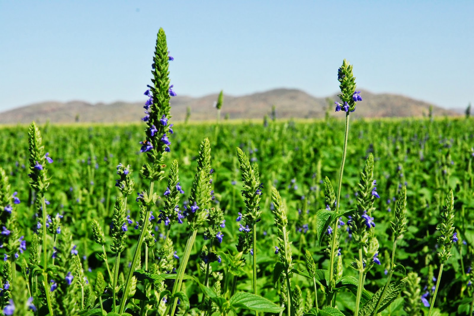 DIÁRIO COM A NATUREZA: 11 DE MAIO - CHIA - SALVIA HISPANICA - SEMENTE E ...