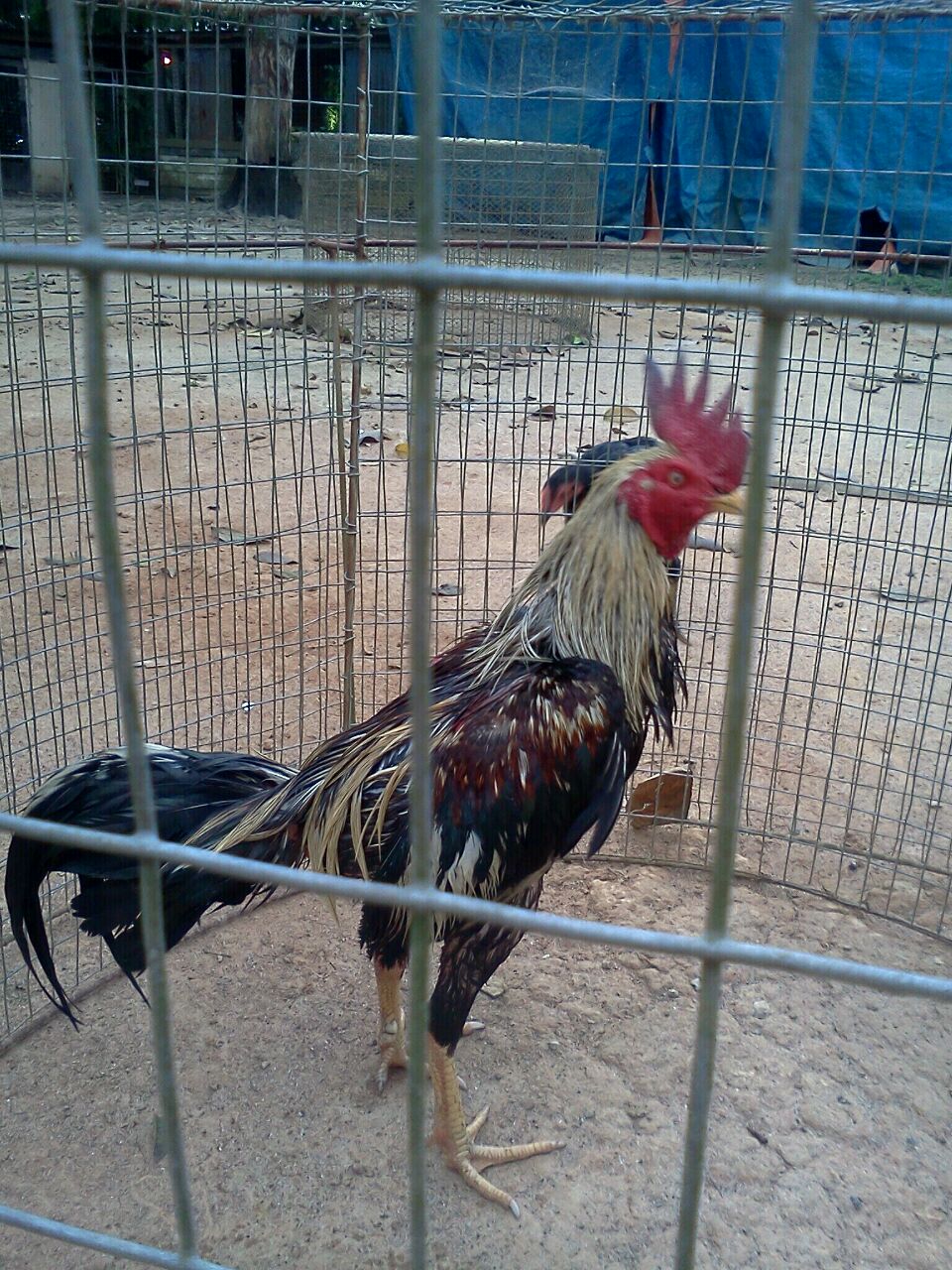 Ayam Sabung: koleksi gambar