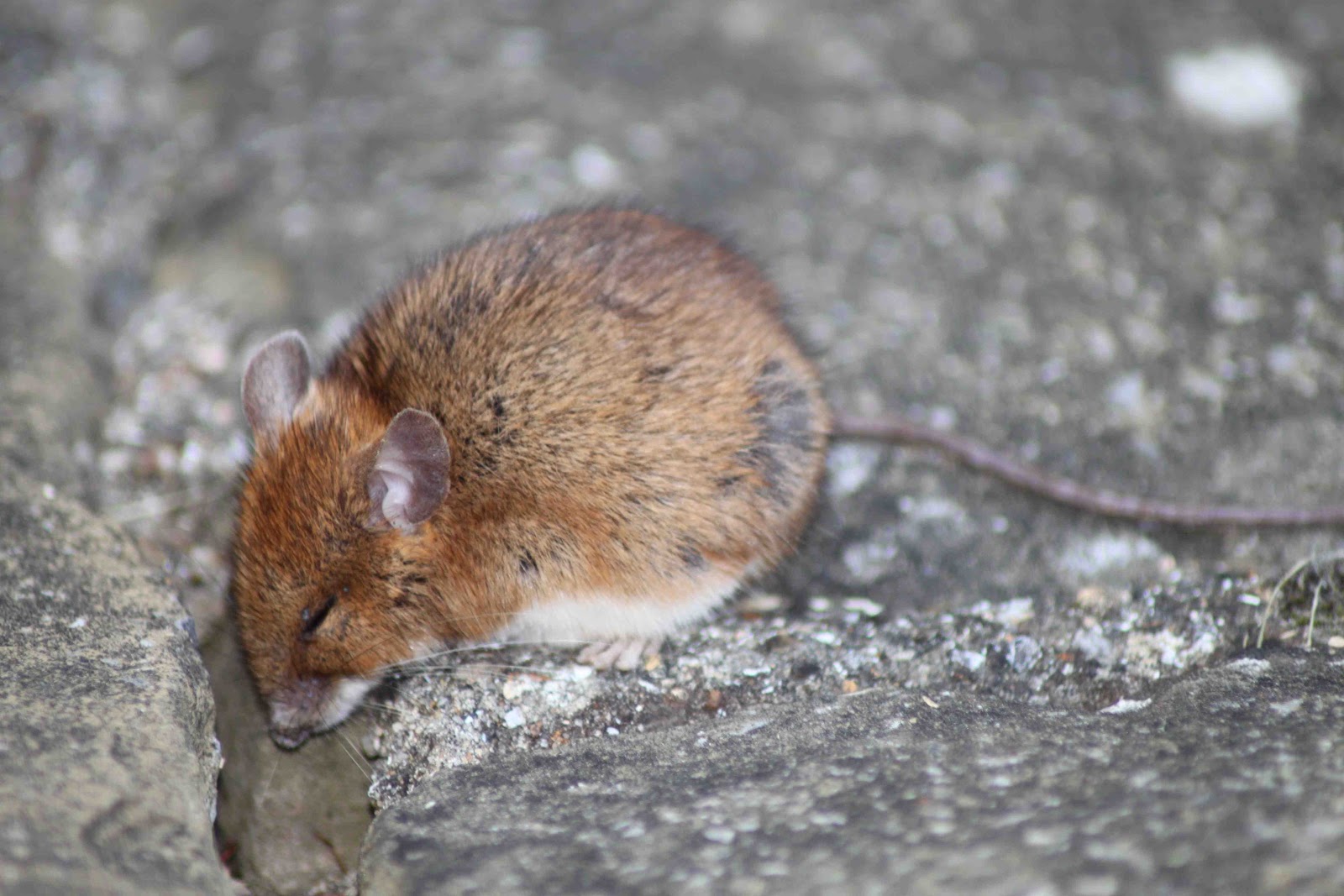 The Literary Pig: Garden saga