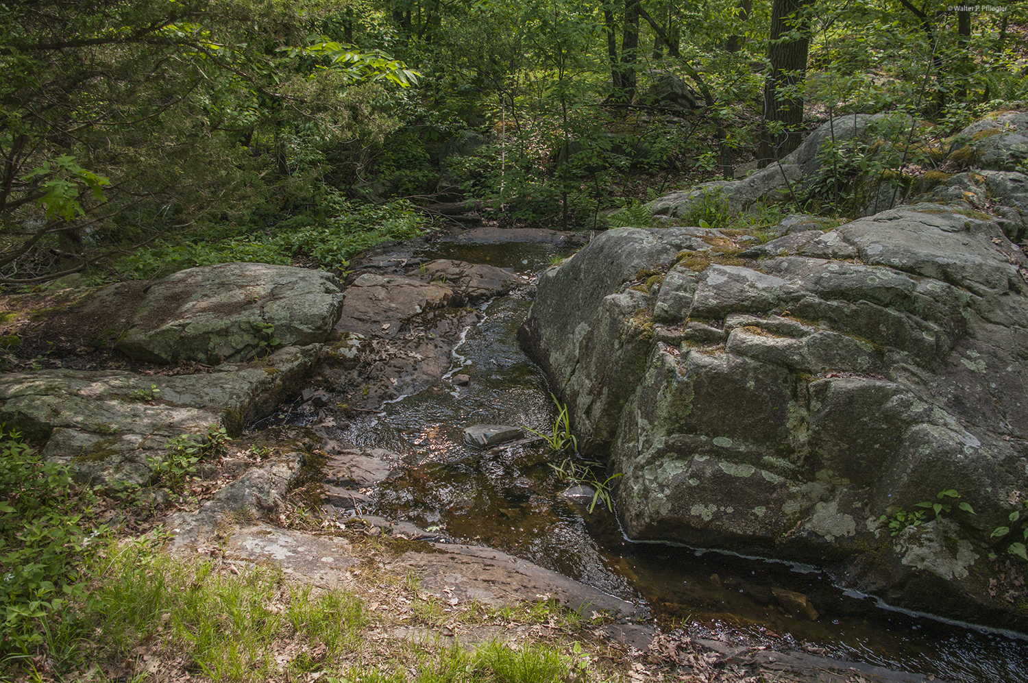 Nature photos from an Amateur Naturalist: Middlesex Fells Reservation ...