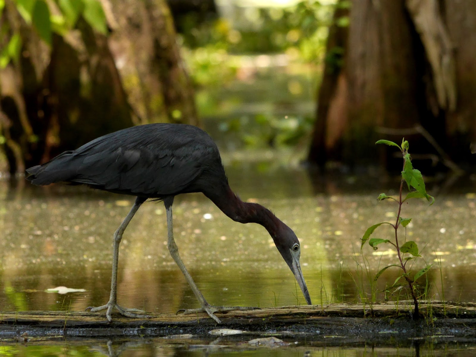 See Jane Bird. Bird, Jane, Bird.