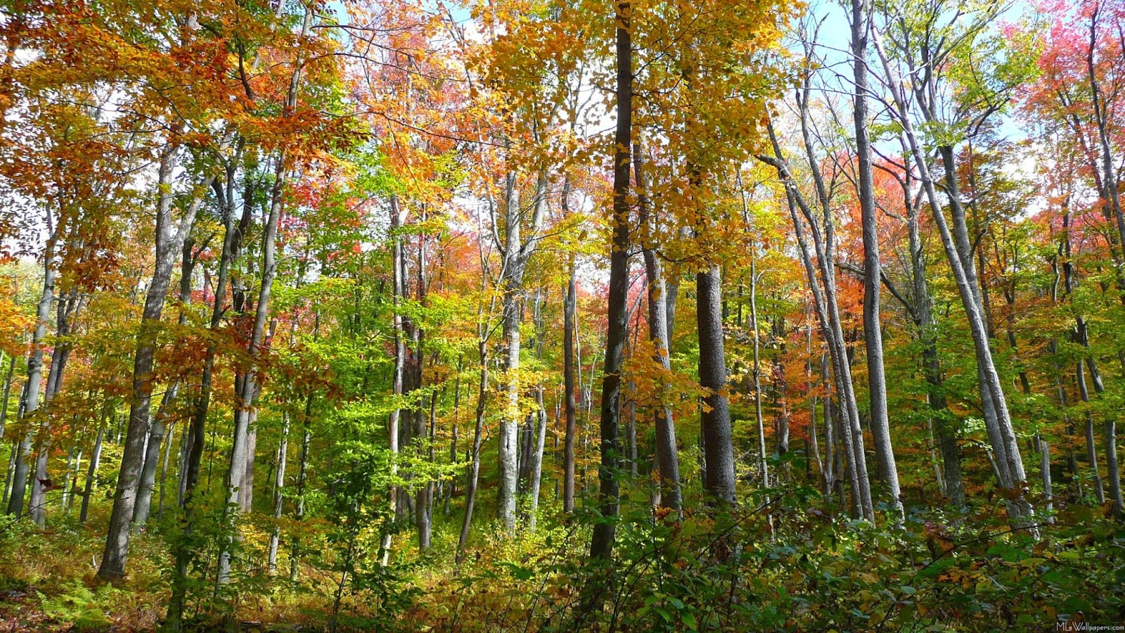 El bosque perdido: Teorías generales sobre organización