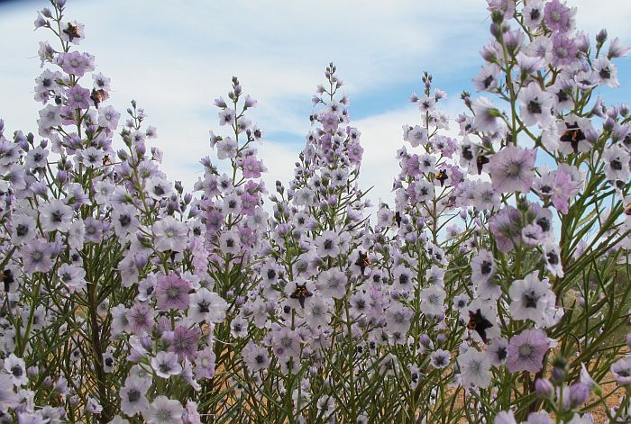 Esperance Wildflowers: Cyanostegia angustifolia - Tinsel-flower