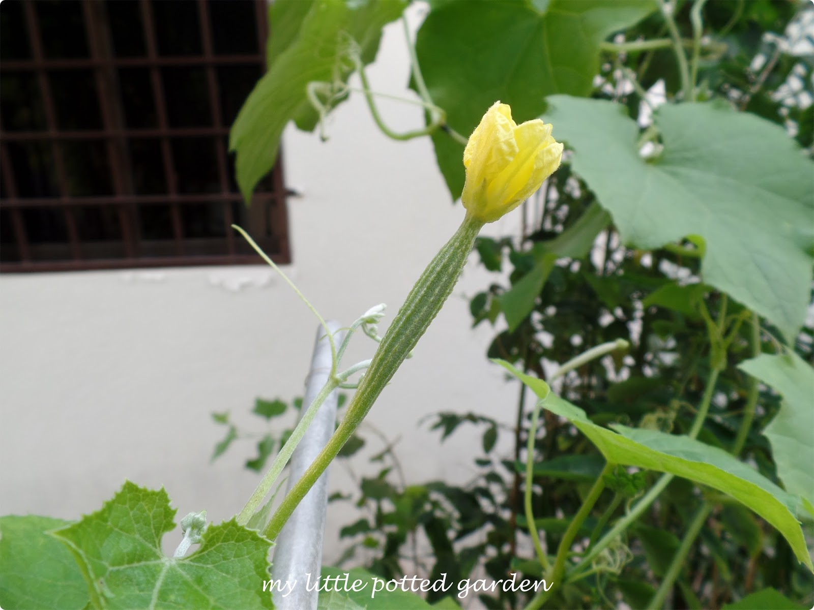 My Little Potted Garden: Ridged Luffa Gourd (Petola)