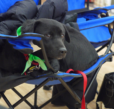 Aggie - Lost & Now Found!: A Sighting by a Volunteer, and Track Maps