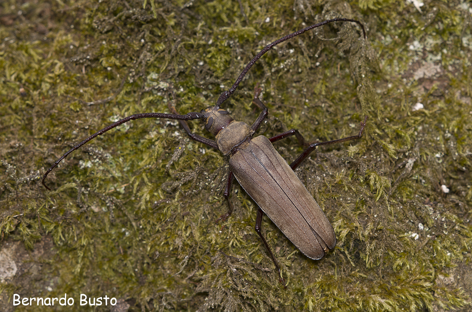 RÍA DE LA VILLA: Un gran Cerambícido