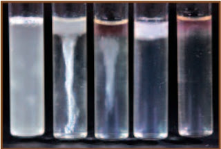 [Microbiology] Atlas of Cultivation of Anaerobes—Thioglycollate Broth ...