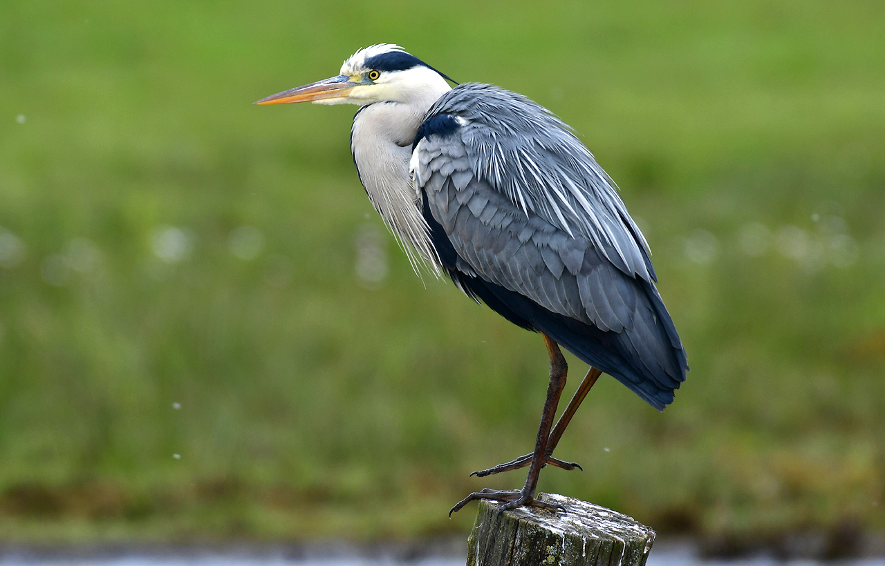 Jozef van der Heijden - Natuurfotografie: Blauwe reiger, Aalscholver en ...