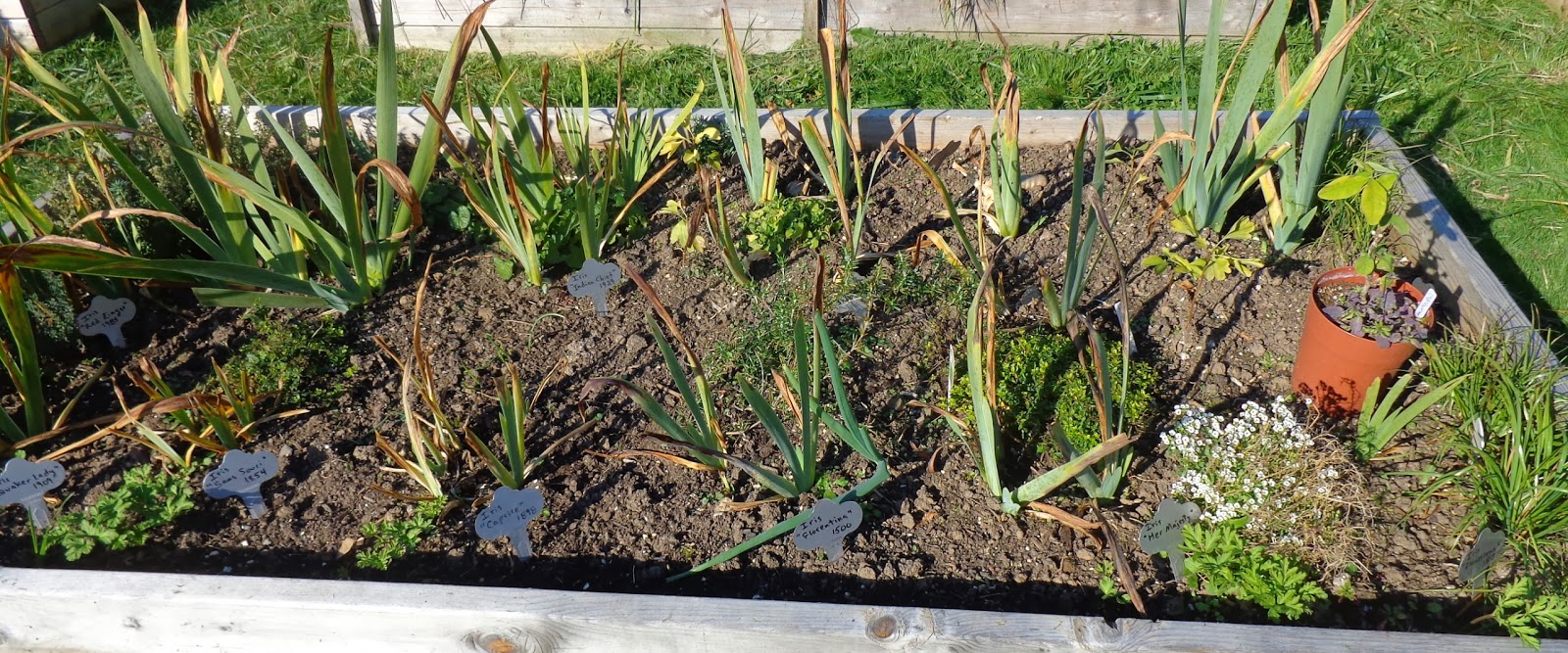 Daniel's Pacific NW Garden: Bearded Iris Beds, maintenance and ...