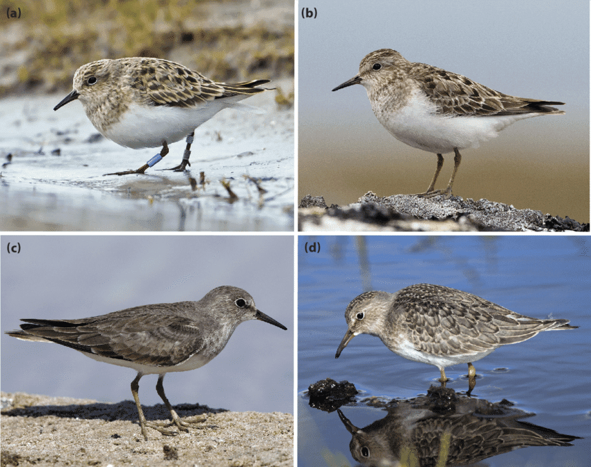STINT IDENTIFICATION