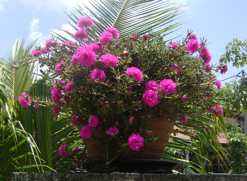 31+ Gambar Bunga Cantik Manis