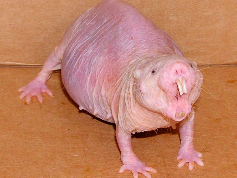 Temporal Blog Contenido: 10 de los ANIMALES más TENEBROSOS del mundo ...