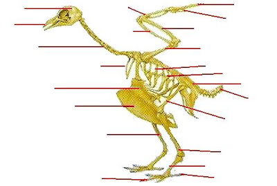 DE JESUS GÓMEZ: DIBUJOS DEL ESQUELETO OSEO DE LAS AVES