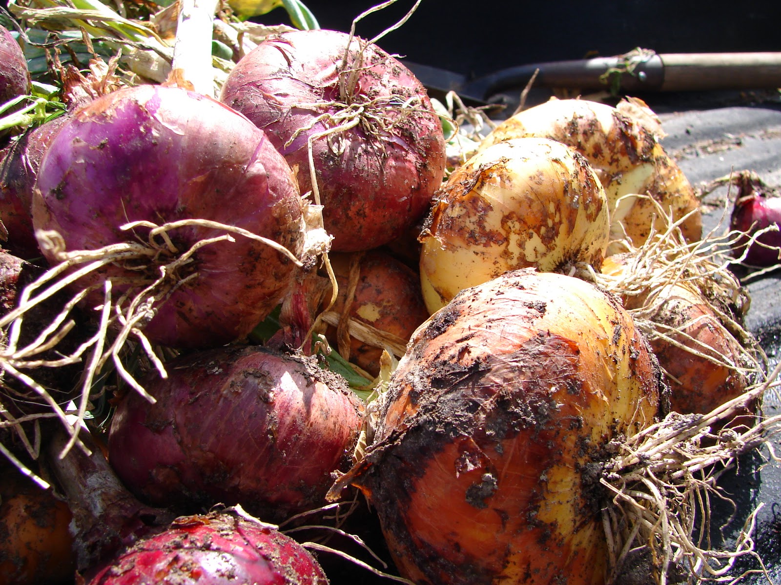 New Utah Gardener: Top 6 Easiest Vegetables To Grow In Utah