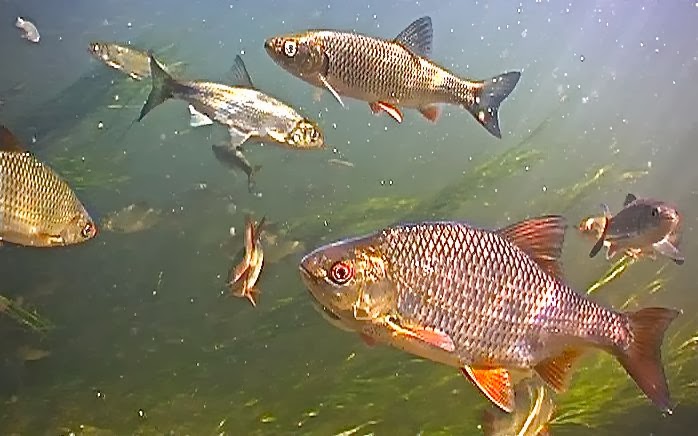 HUGH MILES - WILDLIFE ADVENTURES: TIGER TENSION