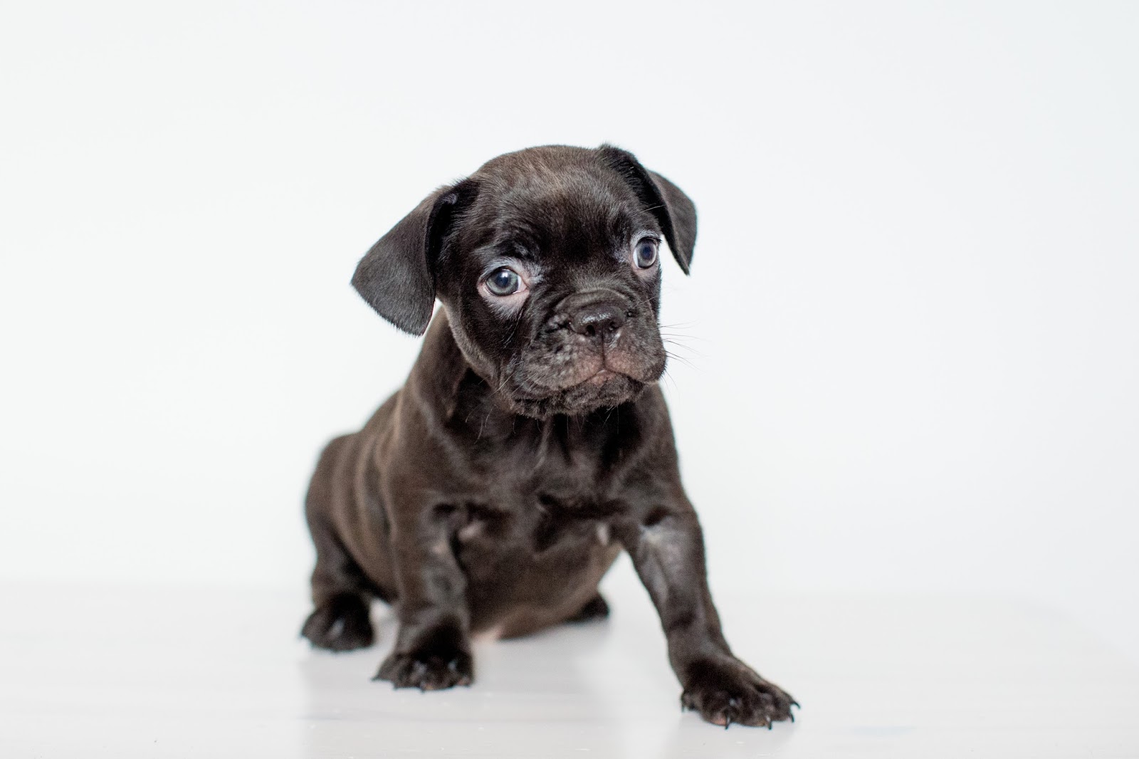 Buldogi Francuskie Hodowla by Paulina Więcek: listopada 2016