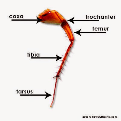 Morphology and anatomy of cockroach|Roaches