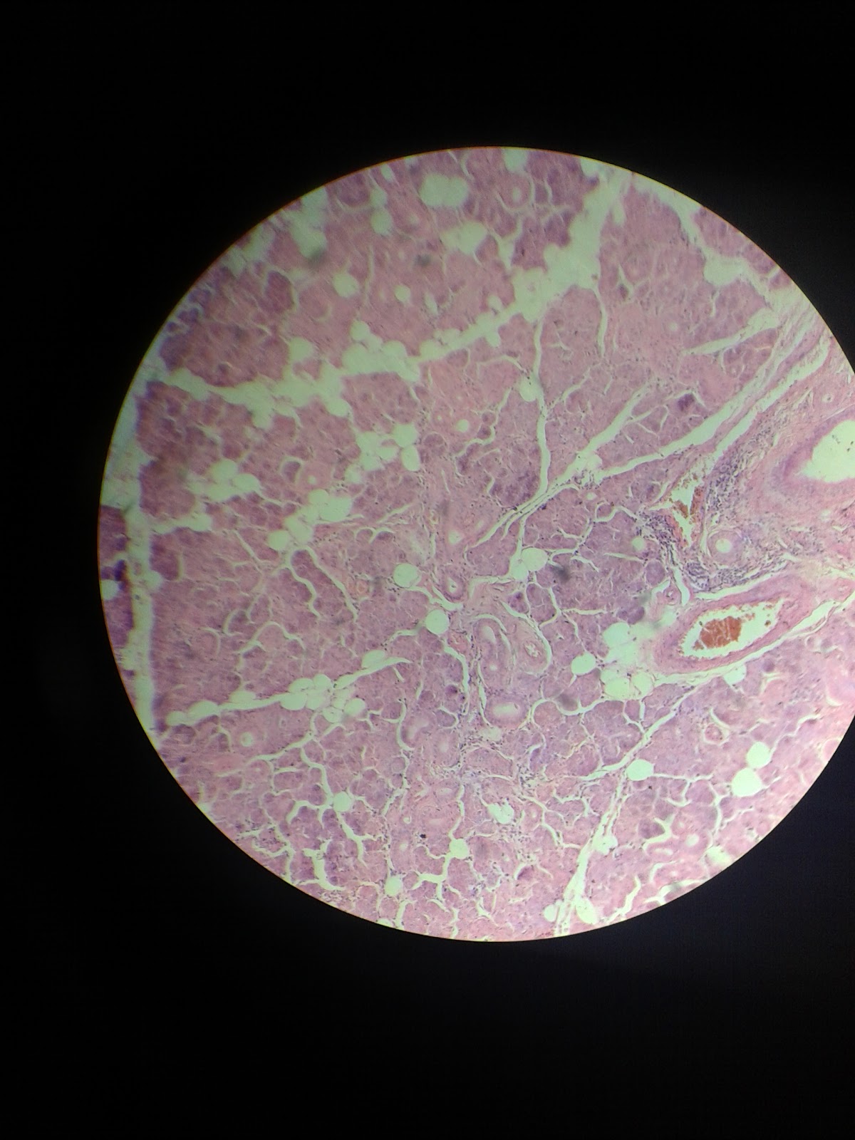 Dentosphere : World of Dentistry: Oral Histology Slides - Papilla of ...