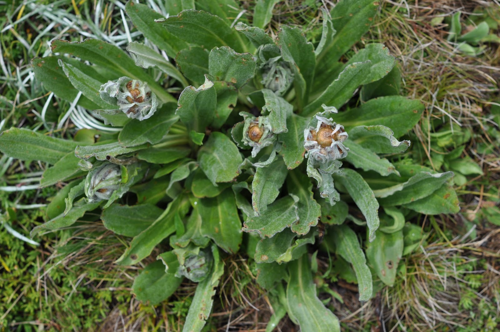 Alpine Garden Society Victorian Group: Australian Alpine Plants