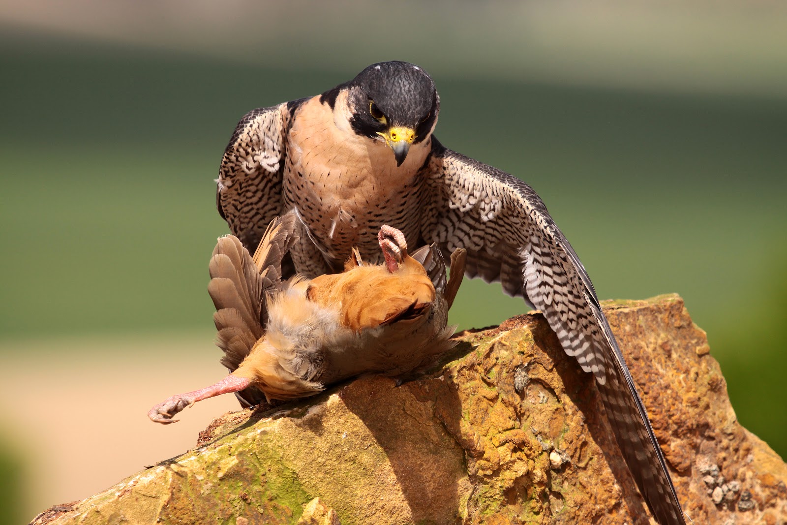 Fotografía de Naturaleza - JM Gavilán: El Halcón peregrino, Falco ...