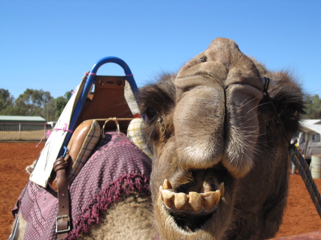 Australia: Tales from a Canadian Nomad: Beware of Racing Camels